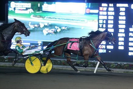 Shartin N blossoms in Roses Are Red - Woodbine Mohawk Park