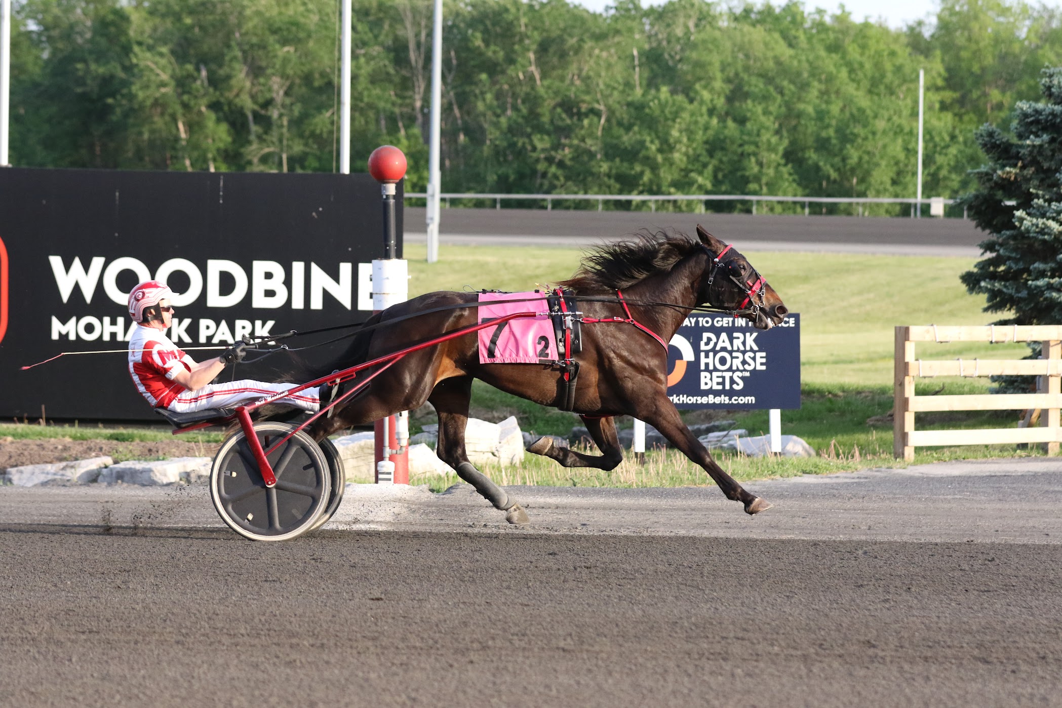 Bax hopes to ‘Graduate’ at the top of the class - Woodbine Mohawk Park