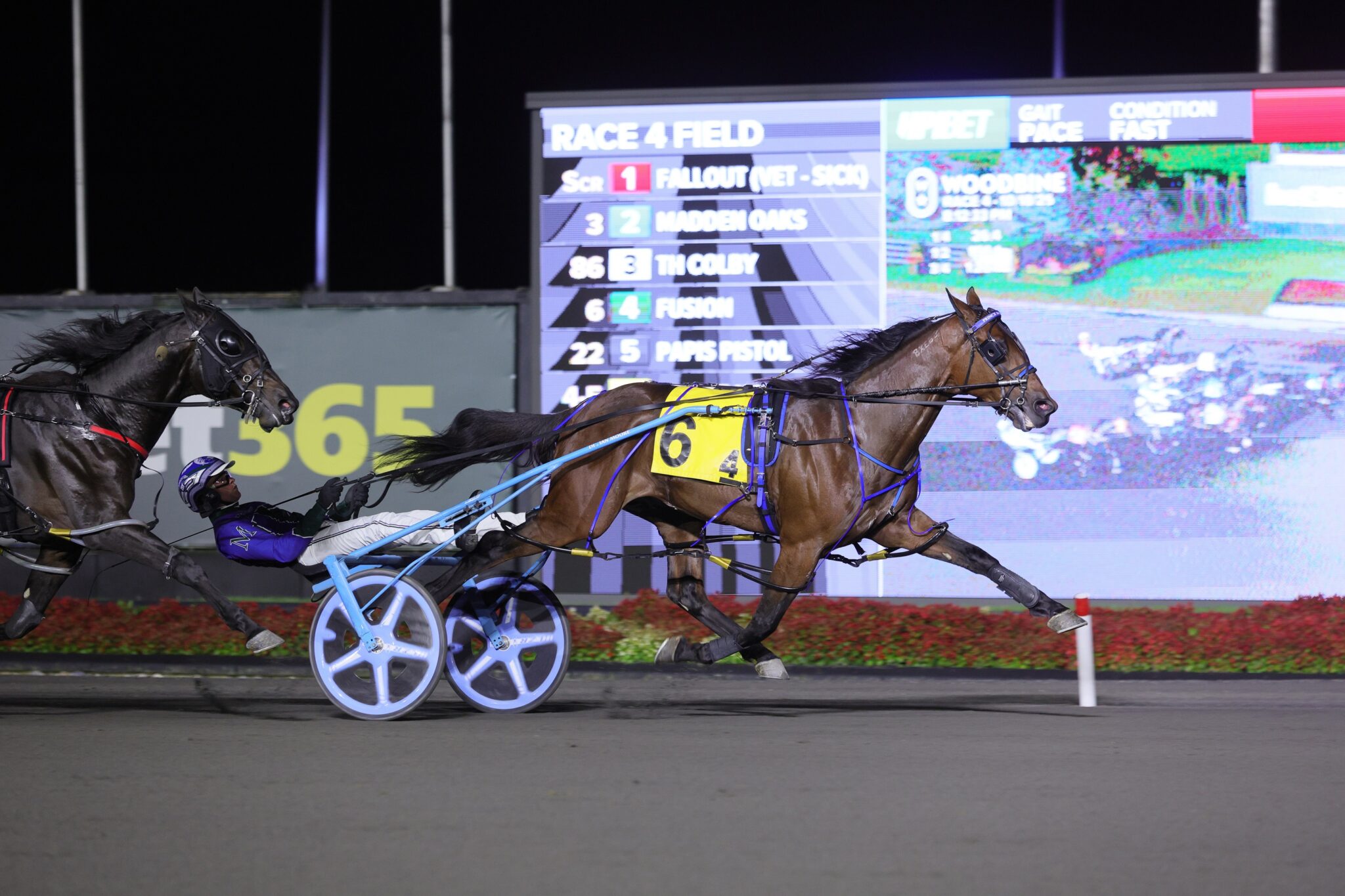 Dandy Ideal Defeats Louprint, Prince Hal Hanover Coasts in Colt Pace ...