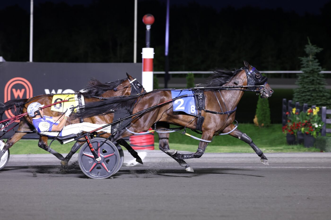 Thorn in their side: Miki And Minnie takes Roses Are Red - Woodbine ...