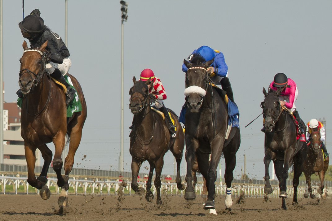 Hard-Knocking Emmeline Chases Milestone Win In Wonder Where - Woodbine ...