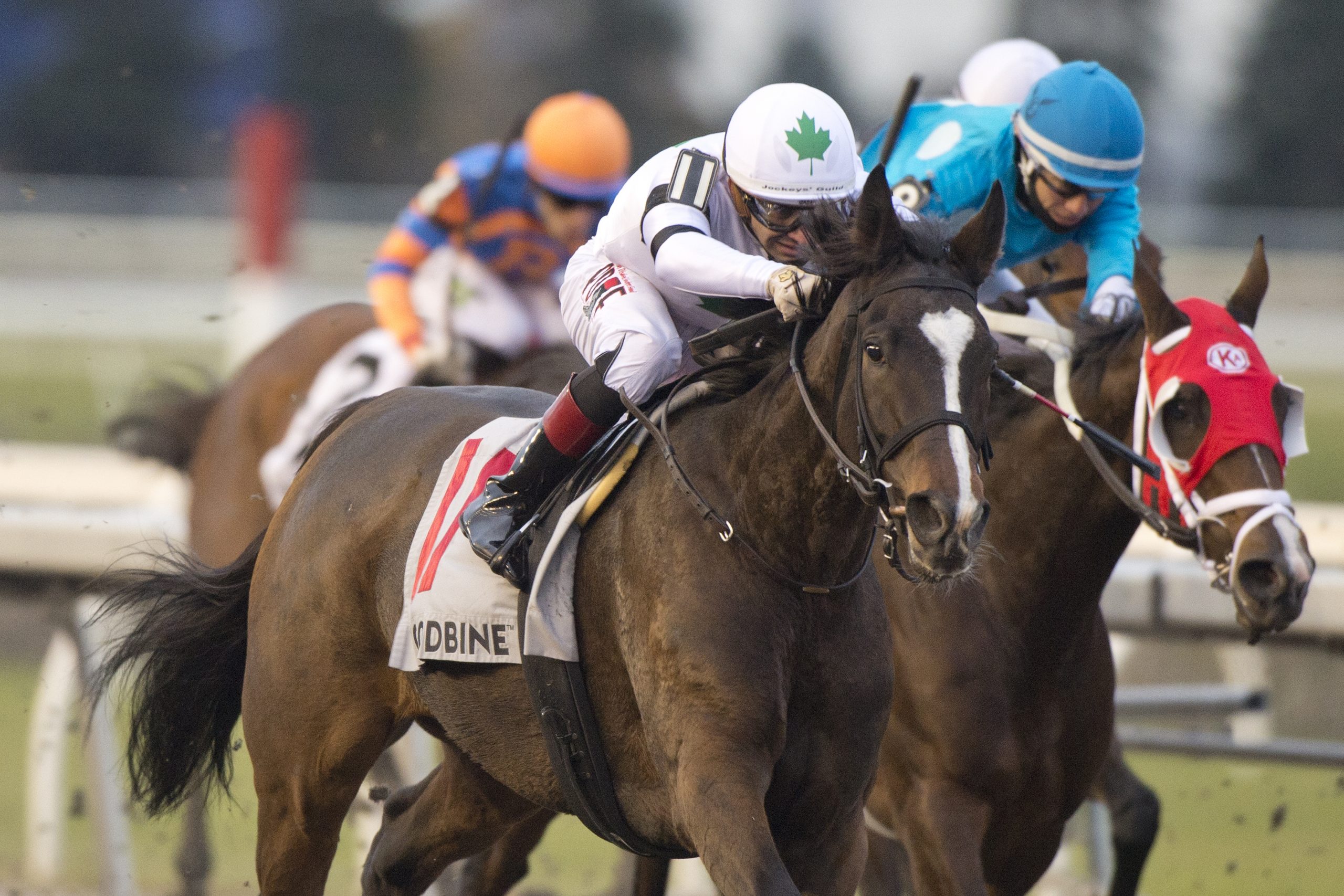 Millie Girl masterful (again) in Grade 3 Maple Leaf - Woodbine Racetrack