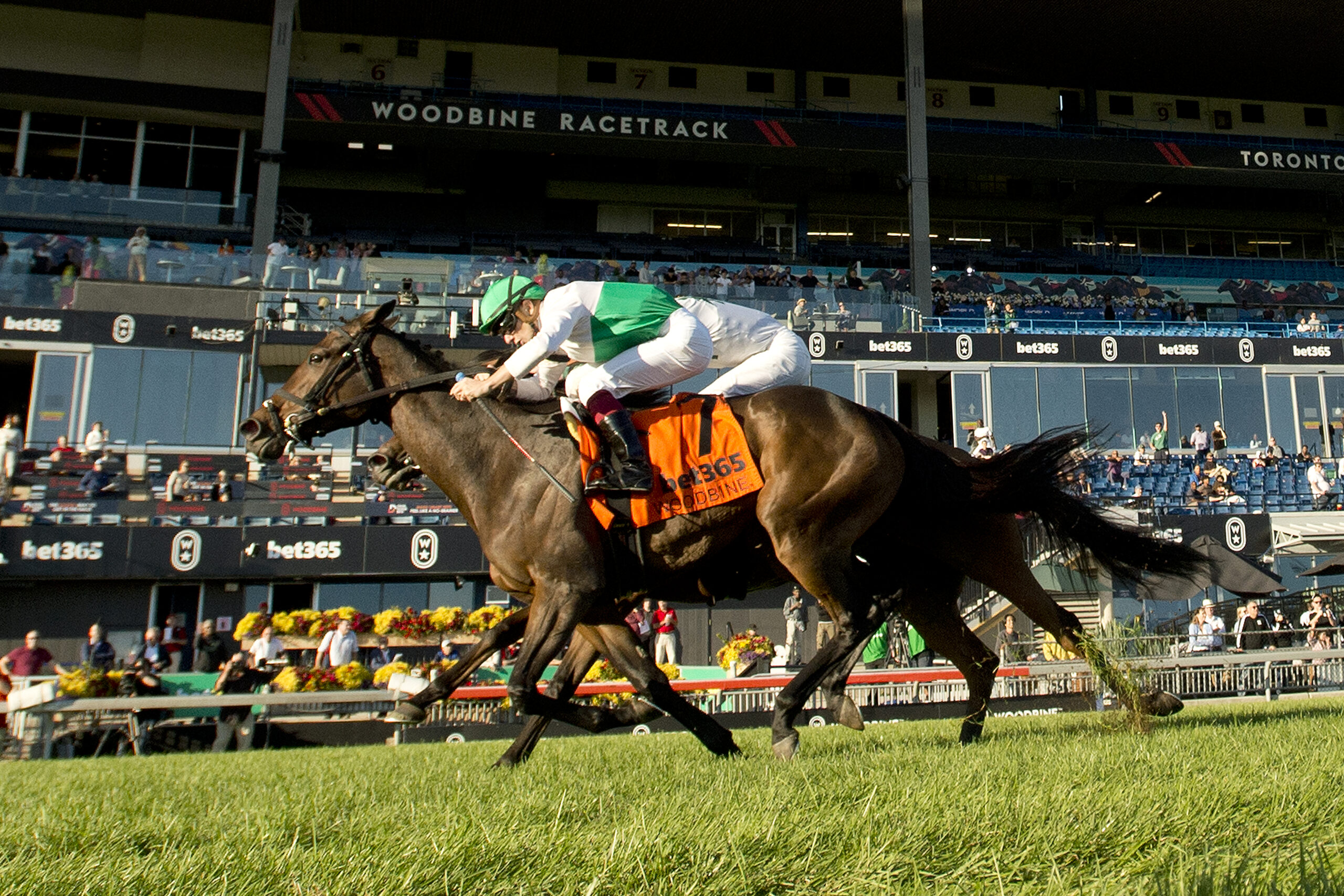 Woodbine partners with 1/ST for Pegasus World Cup Filly & Mare Turf ...