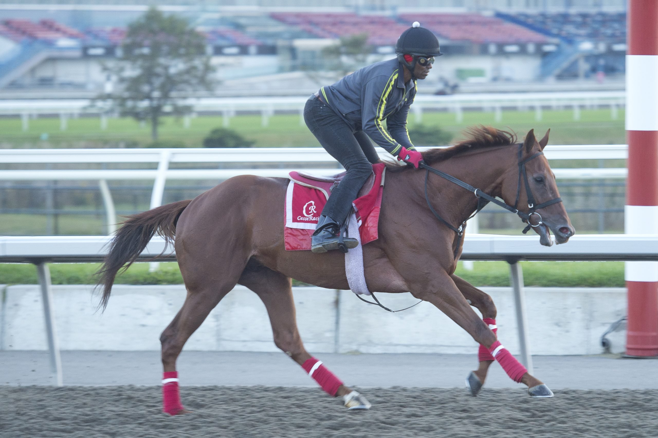 King’s Plate winner Paramount Prince takes on 13 in Breeders’ Stakes ...