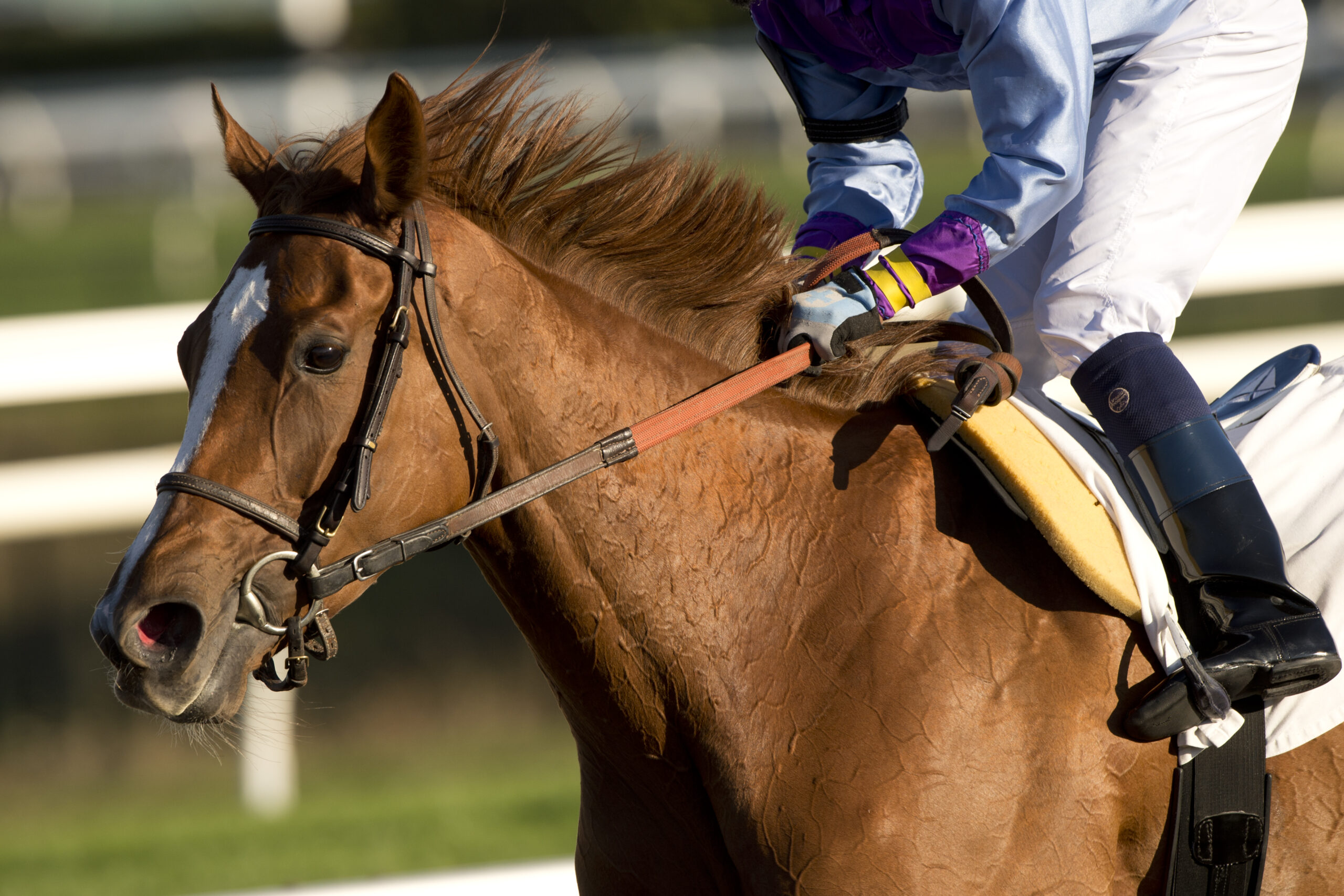 Betting the Pegasus World Cup with Handicapper Ed DeRosa - Woodbine ...