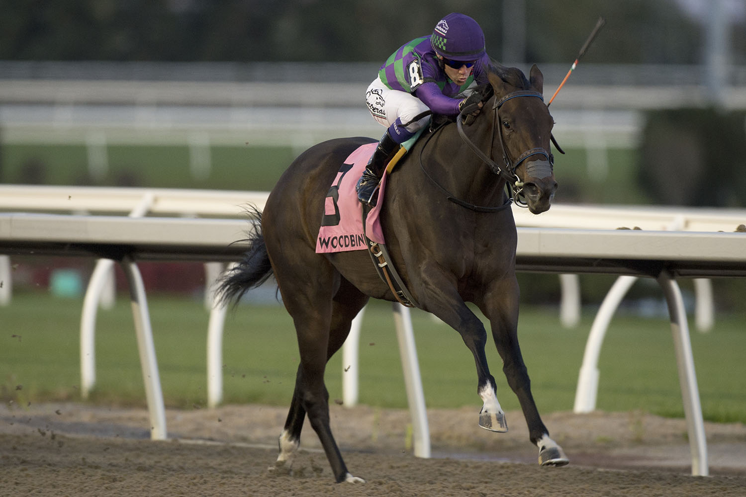 Success is sweet for Gamble’s Candy in Ruling Angel - Woodbine Racetrack