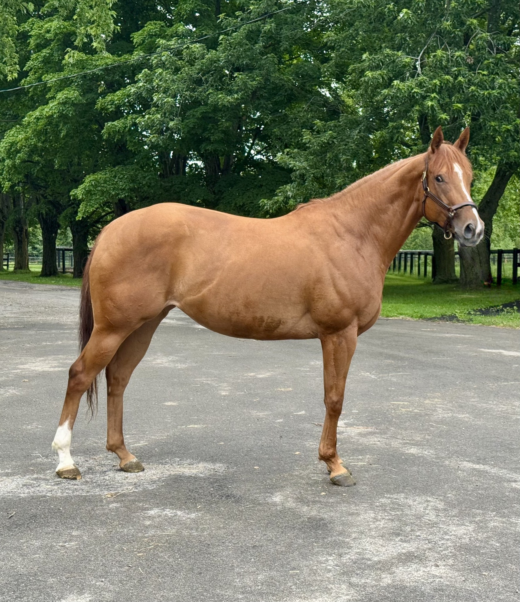 OTTB Spotlight: Lil Ginga - Woodbine Racetrack