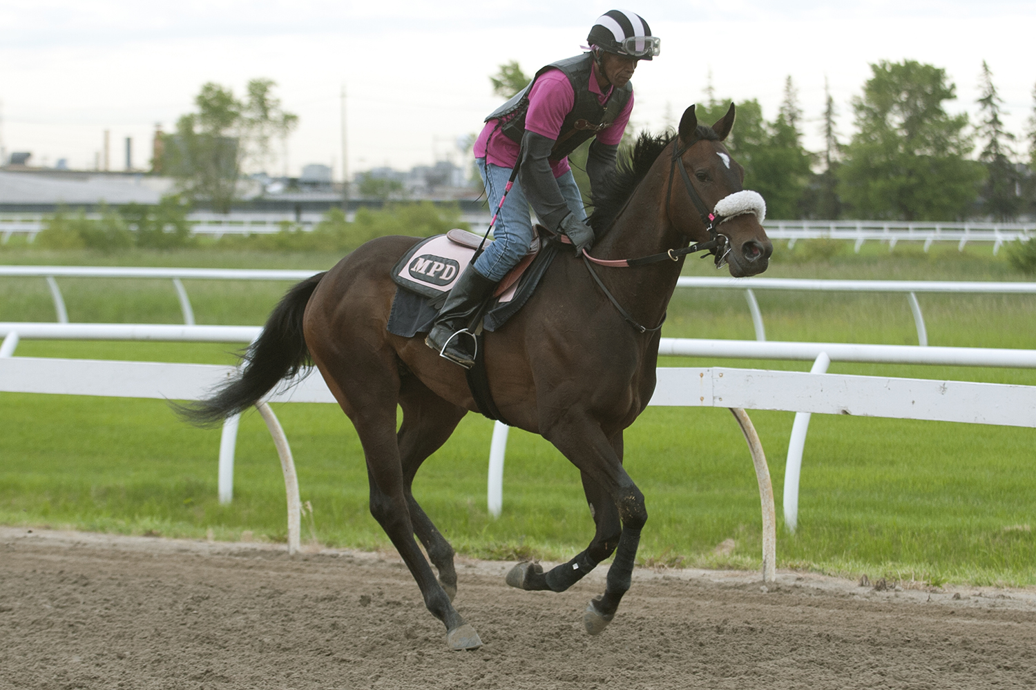 Ontario-bred Rising Star seeks Gold Cup glory in Barbados - Woodbine ...