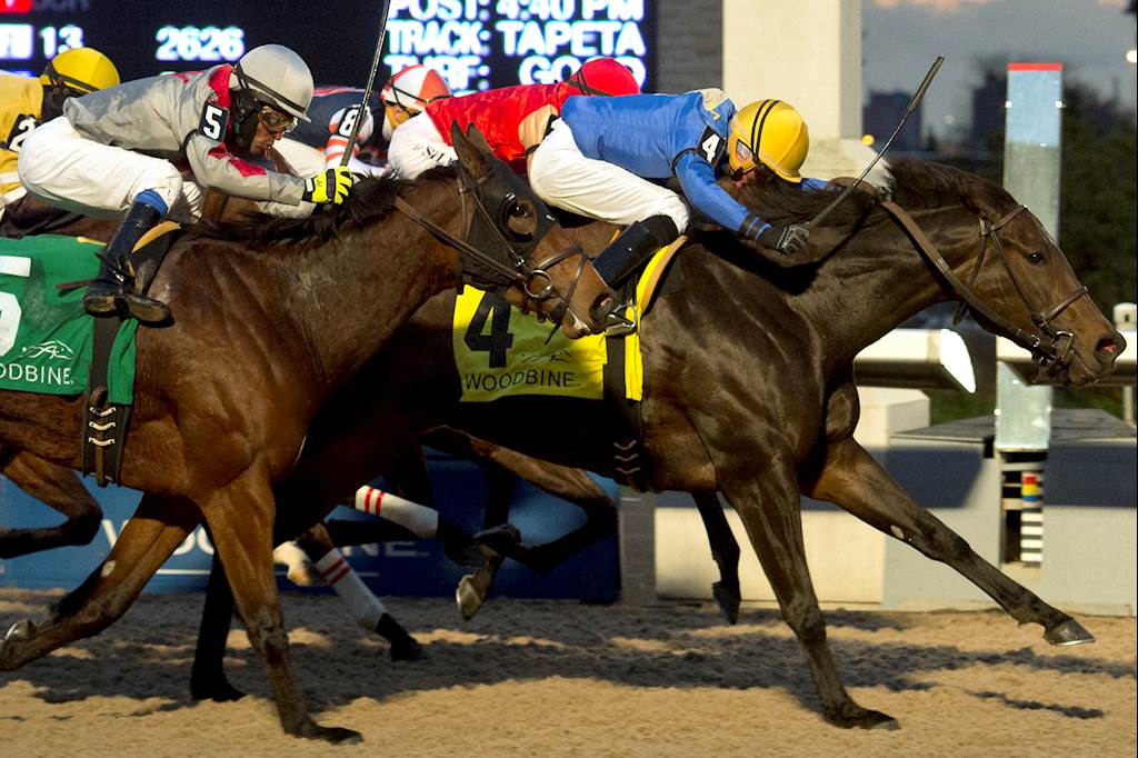 River Maid set to defend Ballade title - Woodbine Racetrack