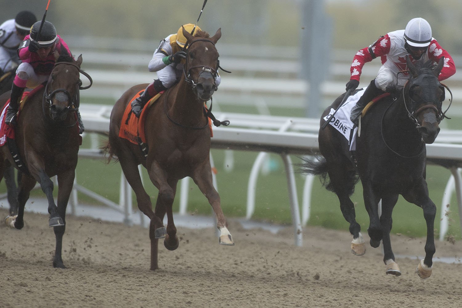 Casse trifecta in Fury Stakes - Woodbine Racetrack