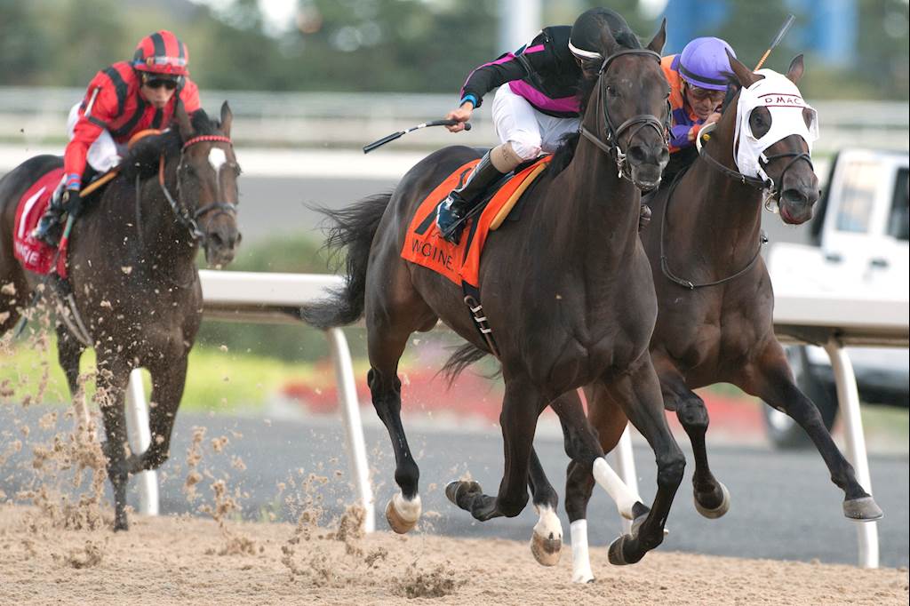 Stacked Deck holds strong hand in Jacques Cartier - Woodbine Racetrack