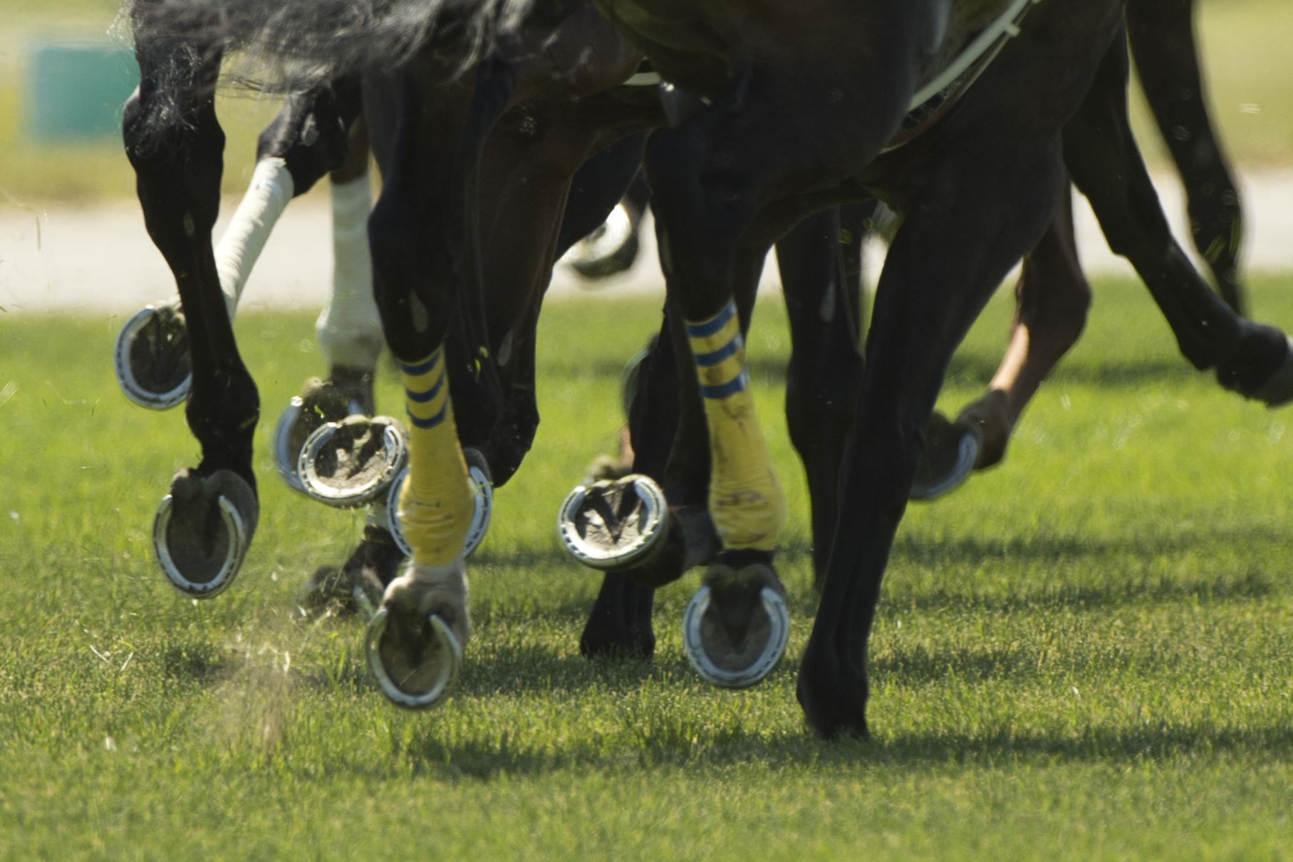 Ellis Star (@Ubercapper): The inside track on Woodbine turf racing ...