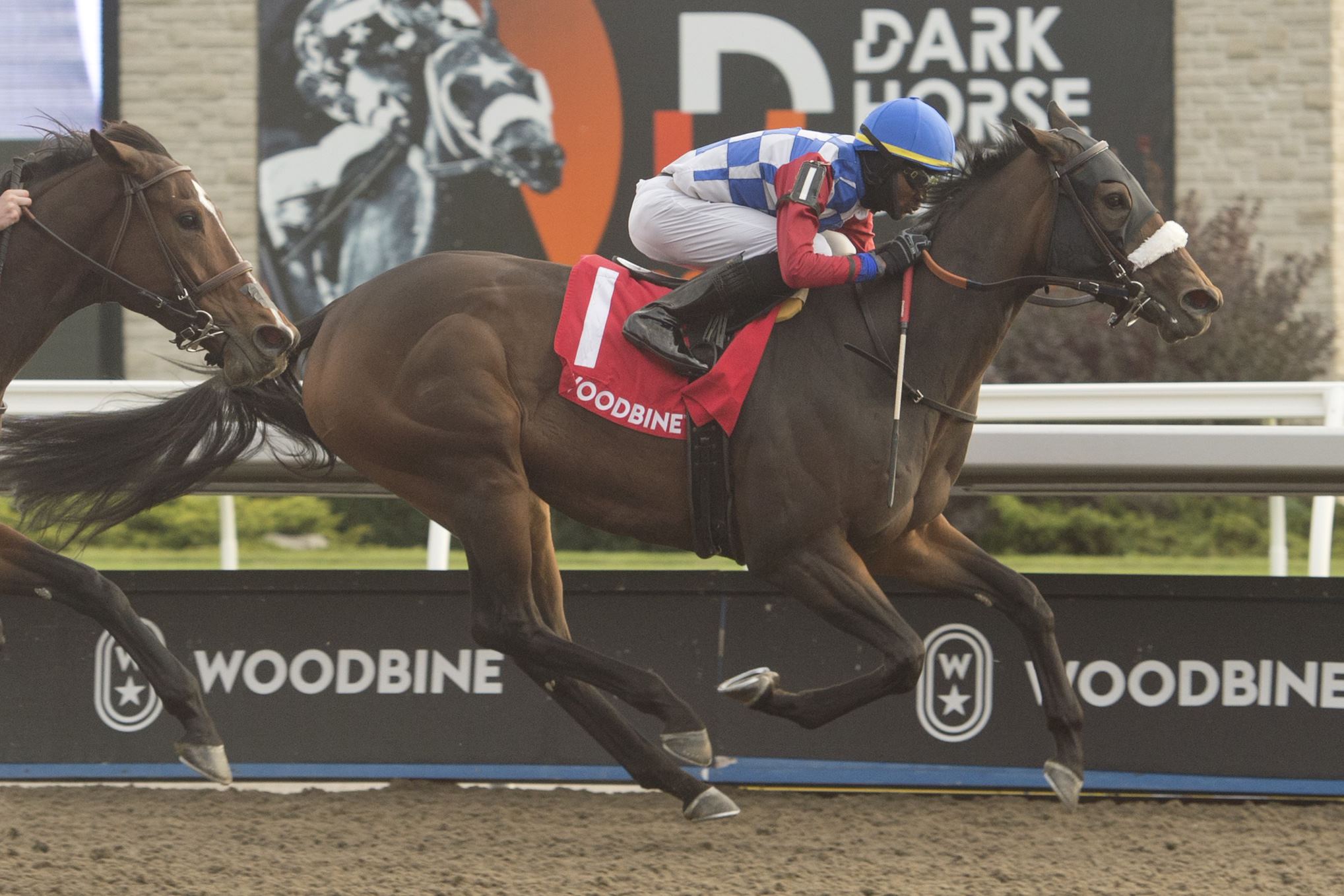 Hazelbrook at top of her game heading into Grade 2 Bessarabian / Eleven ...