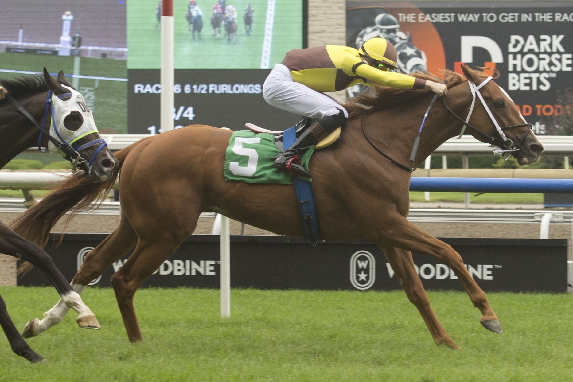 Roaring Forties revved up and ready for Sunshine Turf Stakes - Woodbine ...