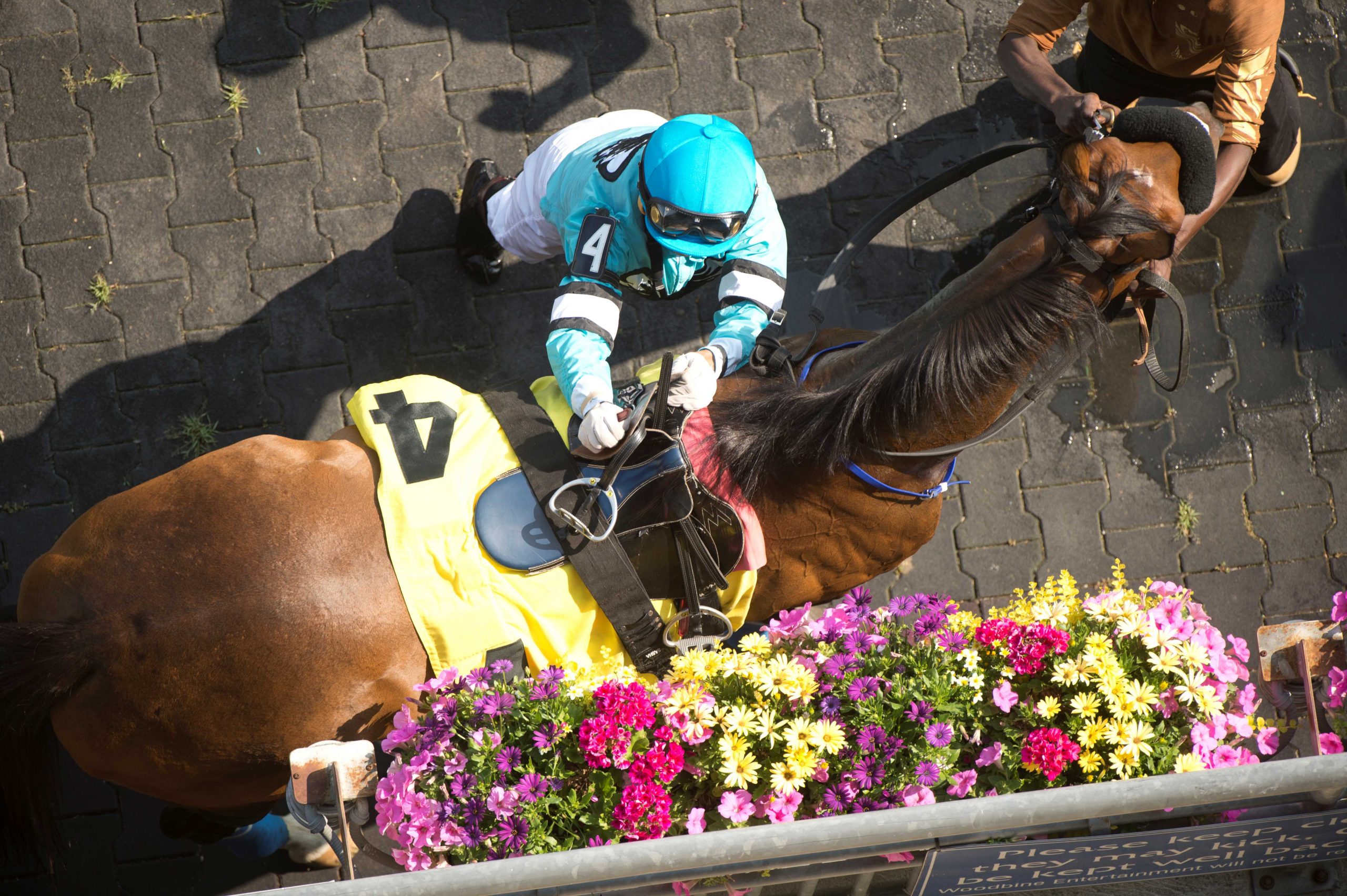 Eyes On the King eyes Hamilton Stakes win - Woodbine Racetrack