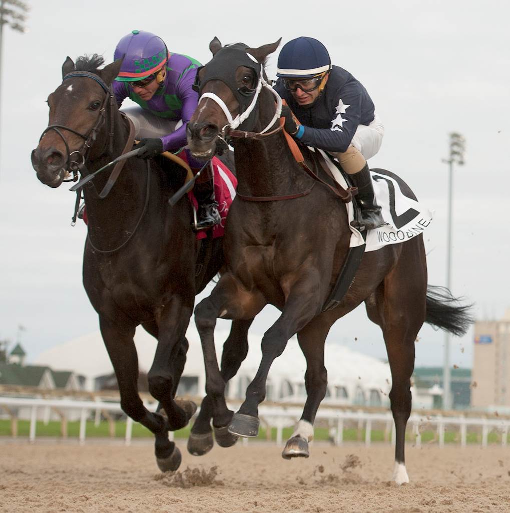 Clickity Clack is back in South Ocean Stakes - Woodbine Racetrack