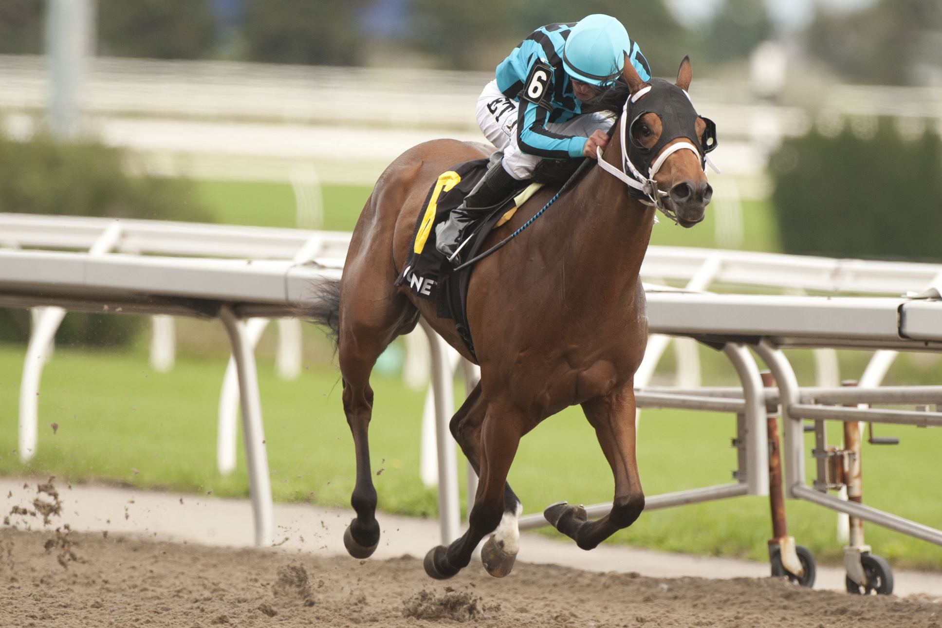 Turf stars bring their talents to Saturday’s Grade 2 Highlander, Grade ...