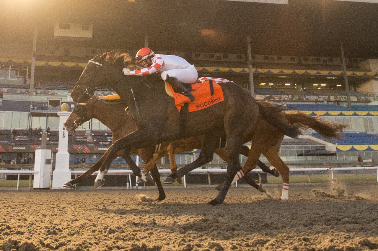Wentru and Who’s the Star dead-heat in Grade 3 Valedictory - Woodbine ...