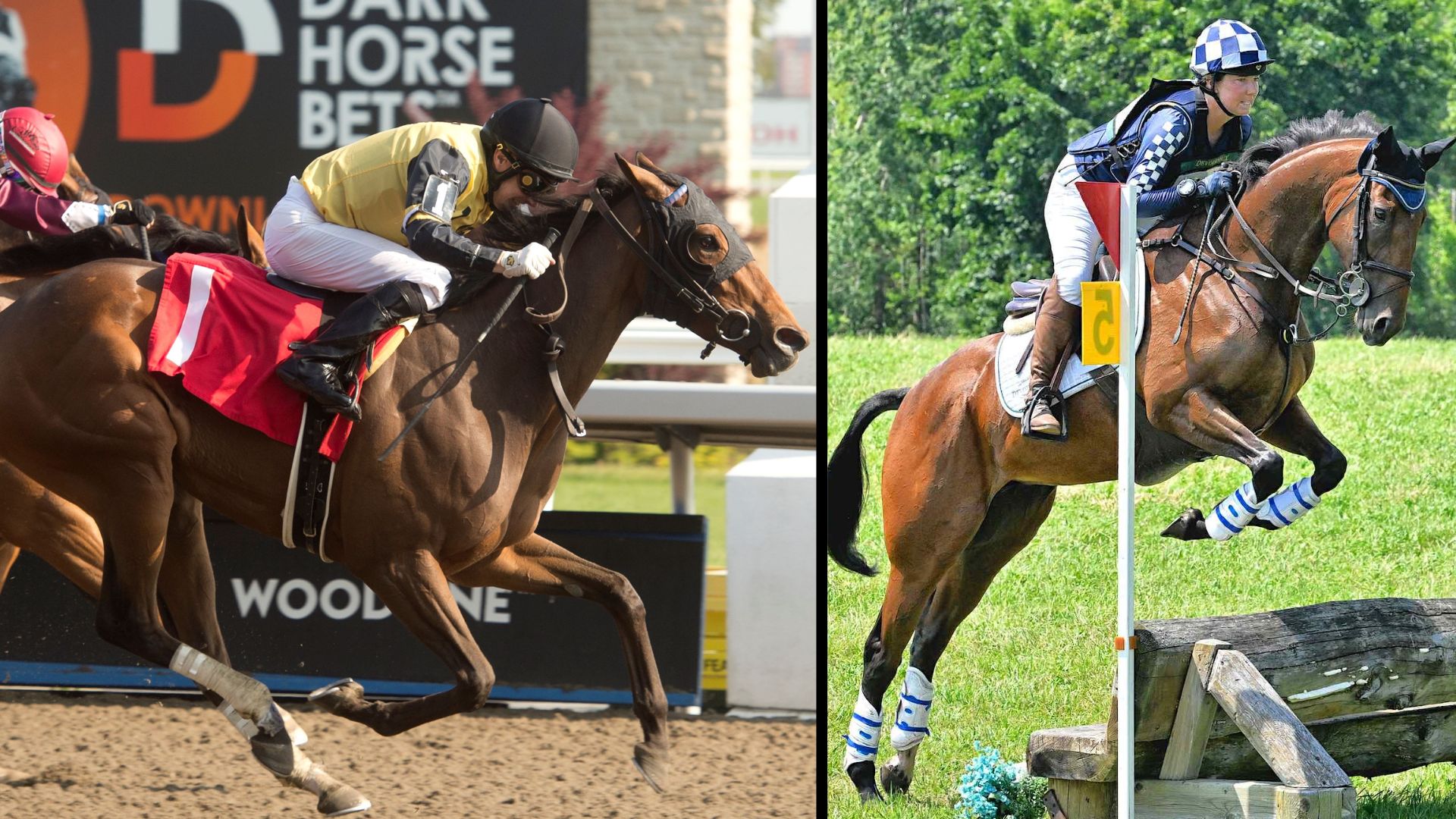 Thoroughbreds Reimagined: The Show Ring’s Unsung Stars - Woodbine Racetrack